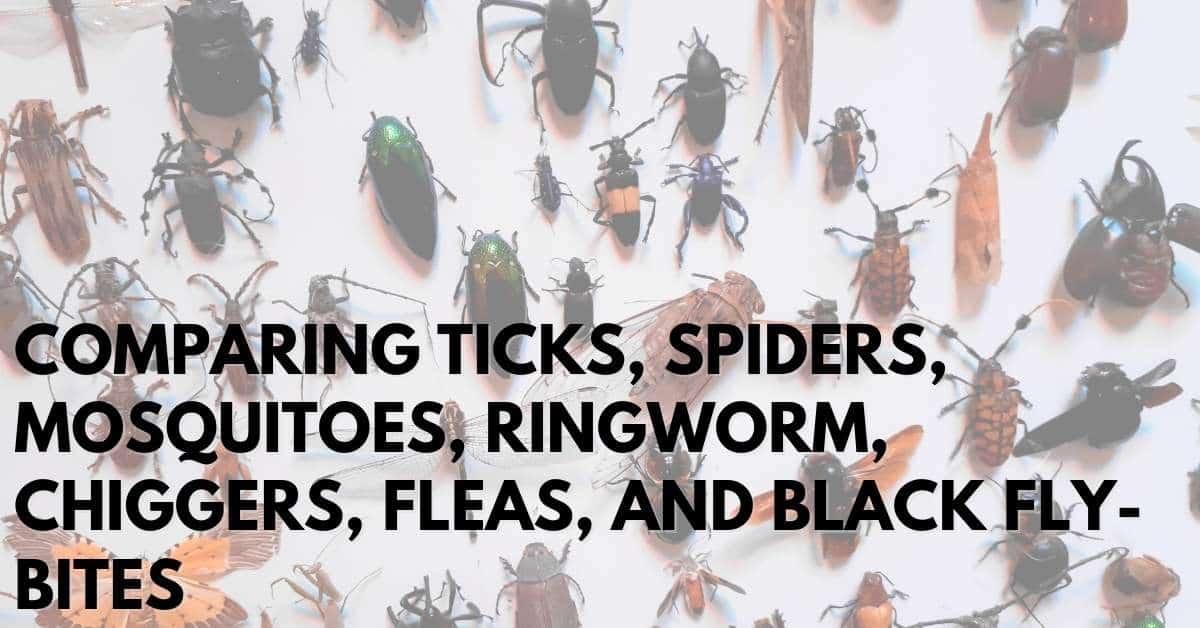Comparing Ticks, Spiders, Mosquitoes, Ringworm, Chiggers, Fleas, And ... Comparing Ticks, Spiders, Mosquitoes, Ringworm, Chiggers, Fleas, And ...