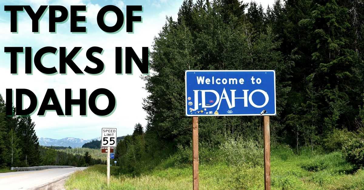Type of Ticks in Idaho – Stop Ticks