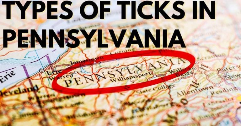 Types of Ticks in Pennsylvania – Stop Ticks