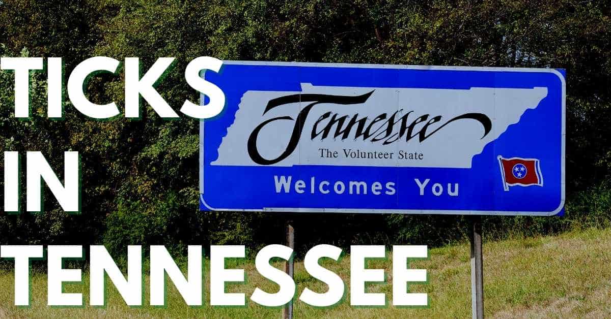 Ticks in Tennessee – Stop Ticks