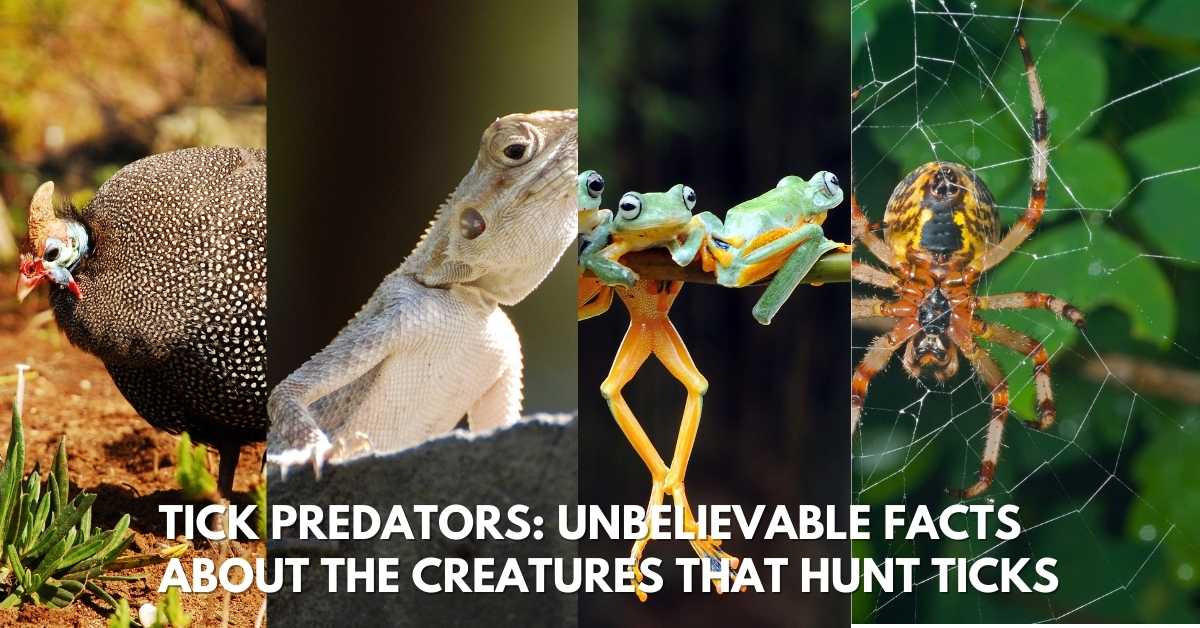 Tick Predators: Unbelievable Facts About the Creatures That Hunt Ticks ...