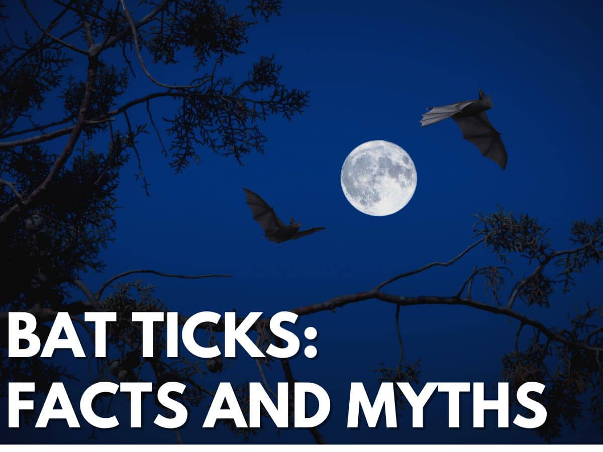 Bat Ticks: Facts And Myths – Stop Ticks